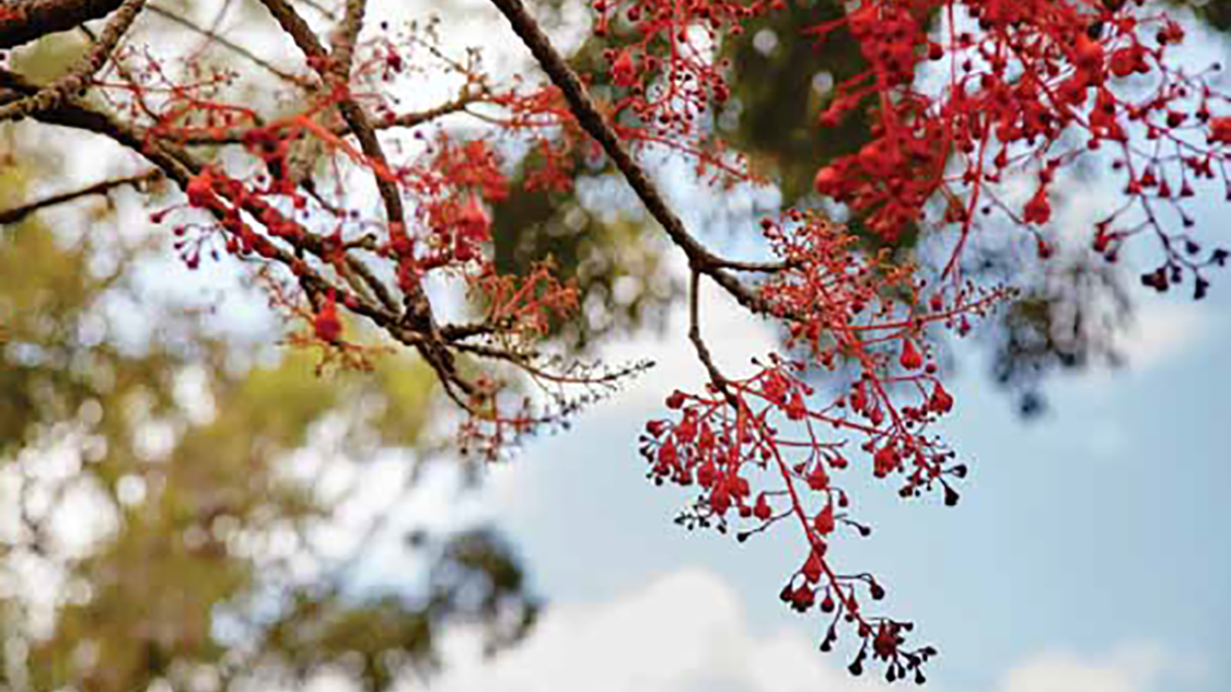 Benowa State High School