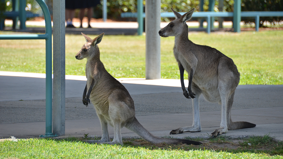 Mountain Creek State High School